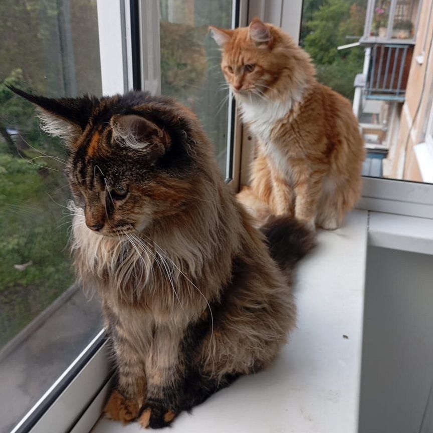 Котята мейнкуна