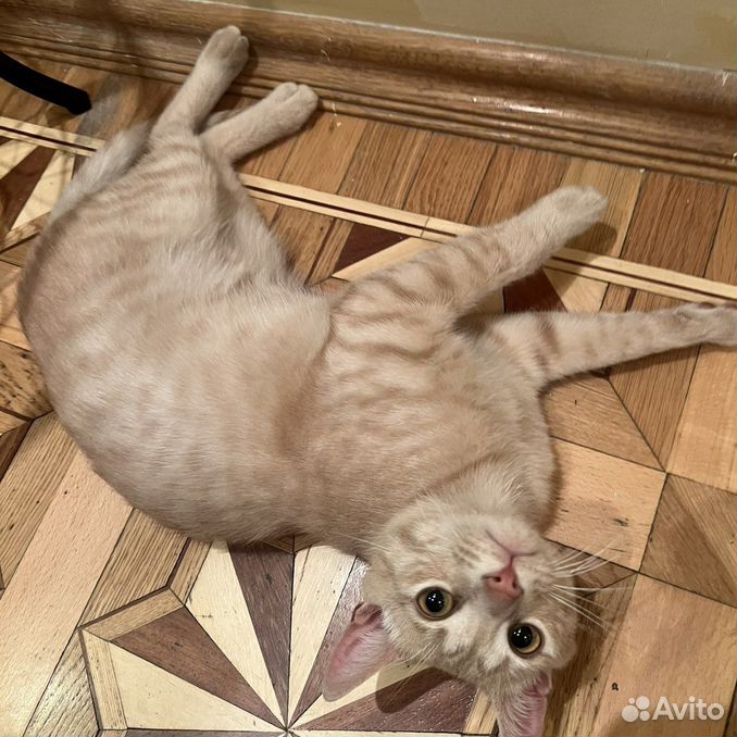 Рыжий котенок, 10 месяцев