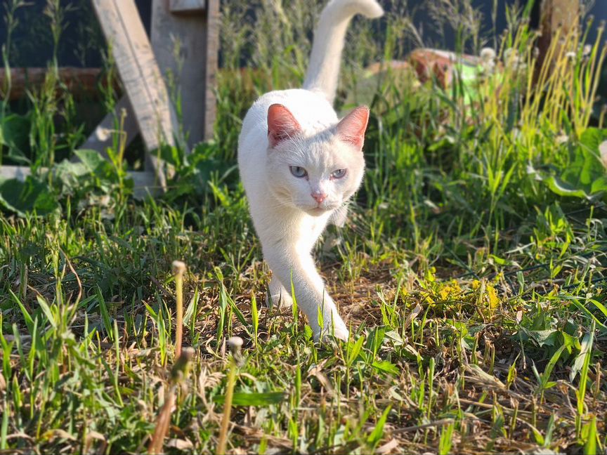 Кот в добрые руки