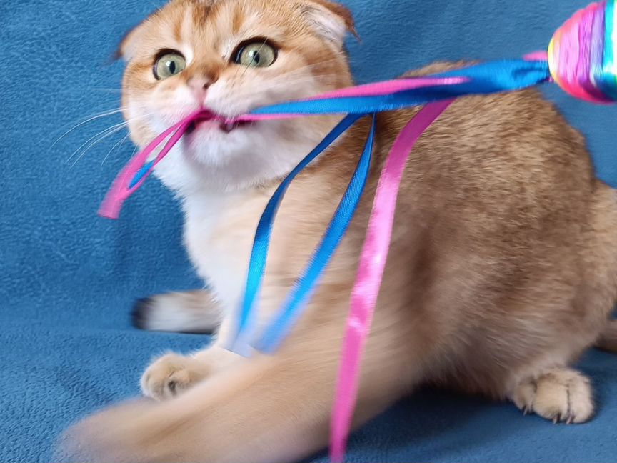 Шотландский вислоухий кот