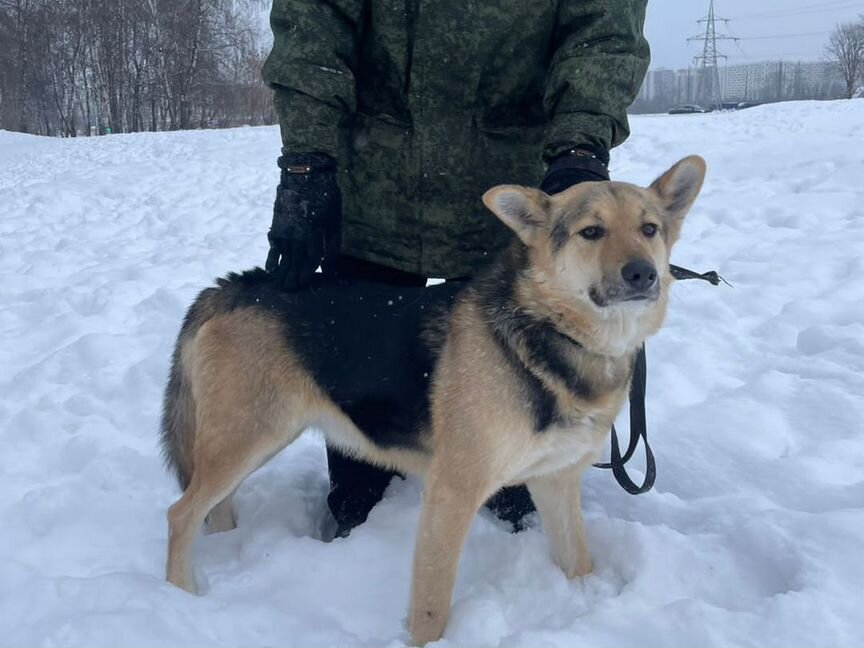 Очень ласковый Джем из приюта ищет дом