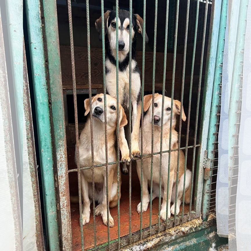 Щенок в добрые руки