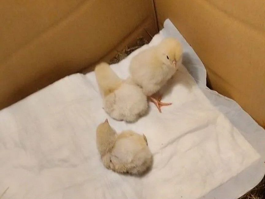 Цыплята суточные