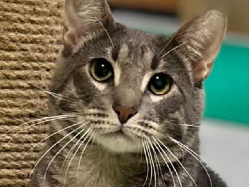 Грей в добрые руки