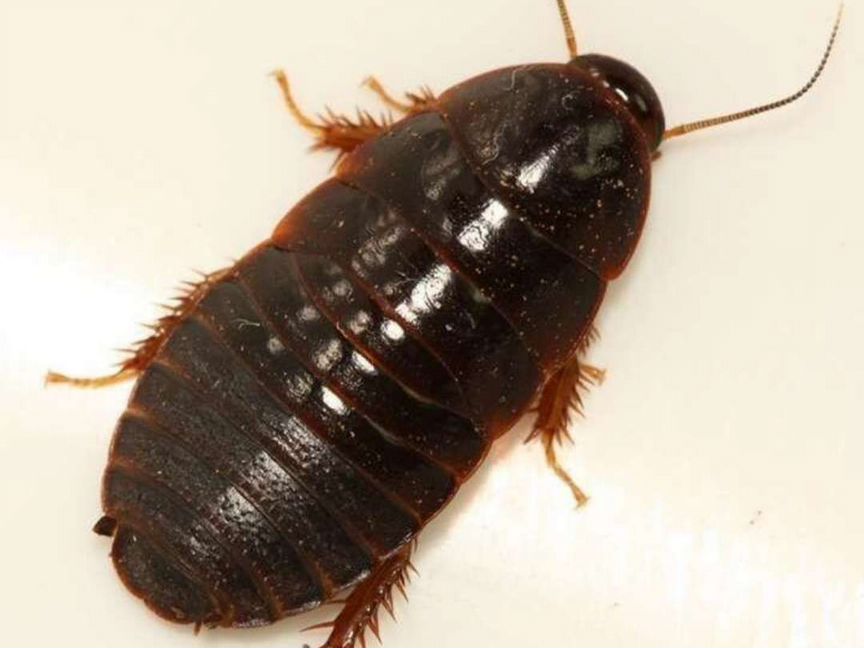 Кормовые насекомые/Мучной червь/зафобос/мр.таракан