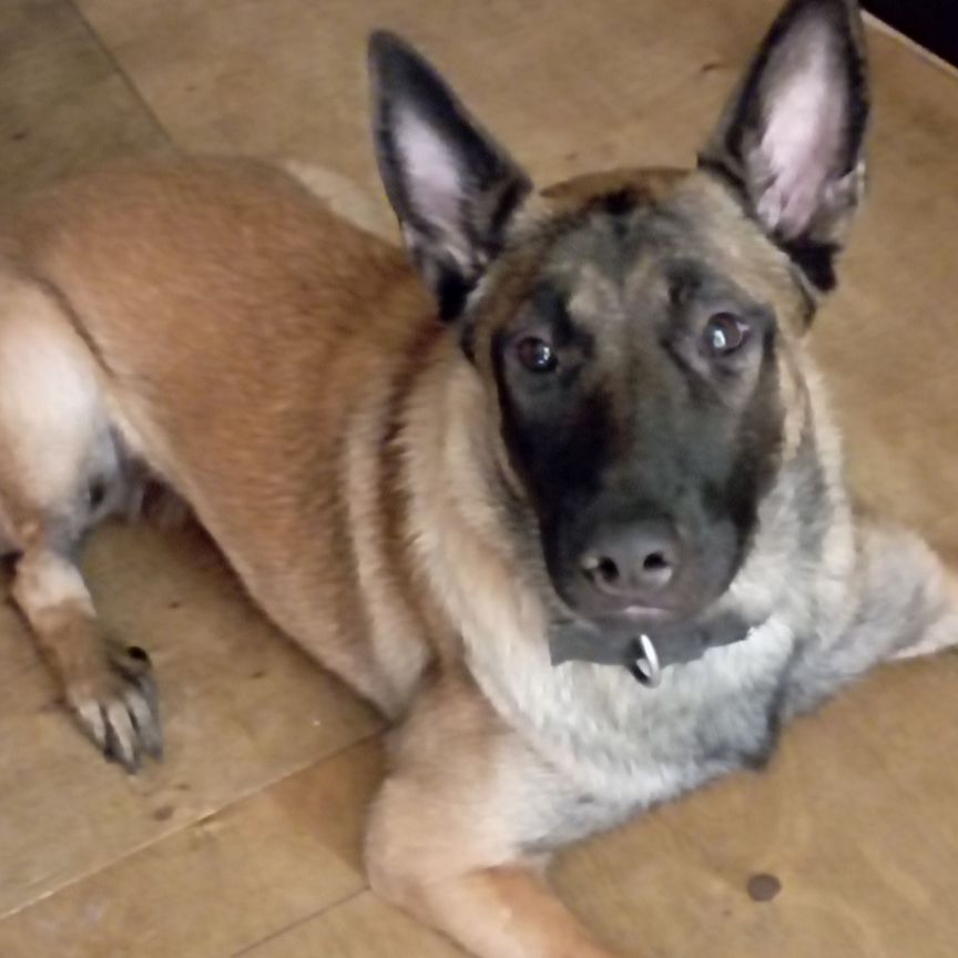 Малинуа в добрые руки