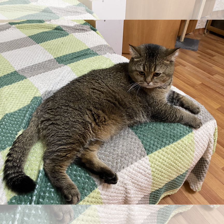 Британский короткошёрстный, взрослый кот