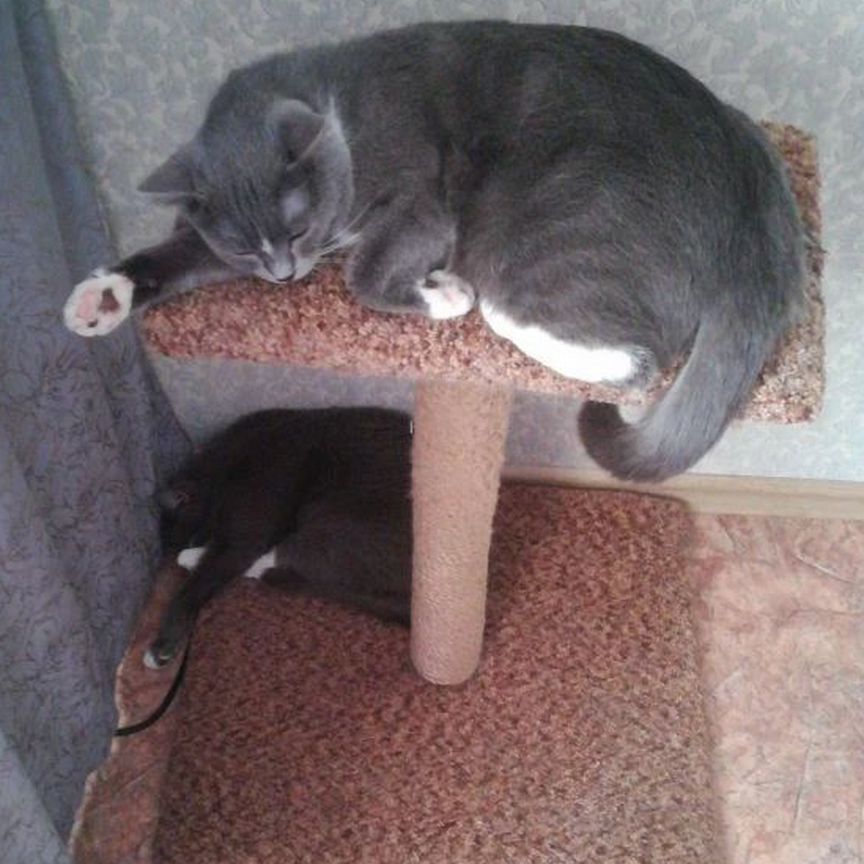 Сибирская, взрослая кошка