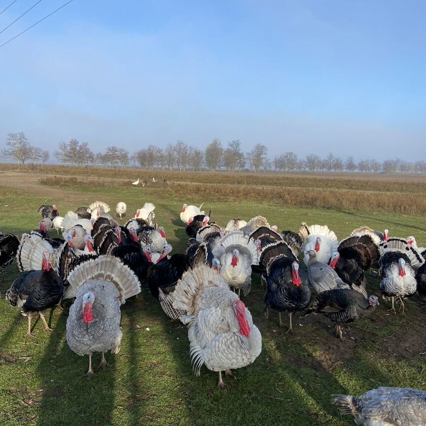 Индюки дикие