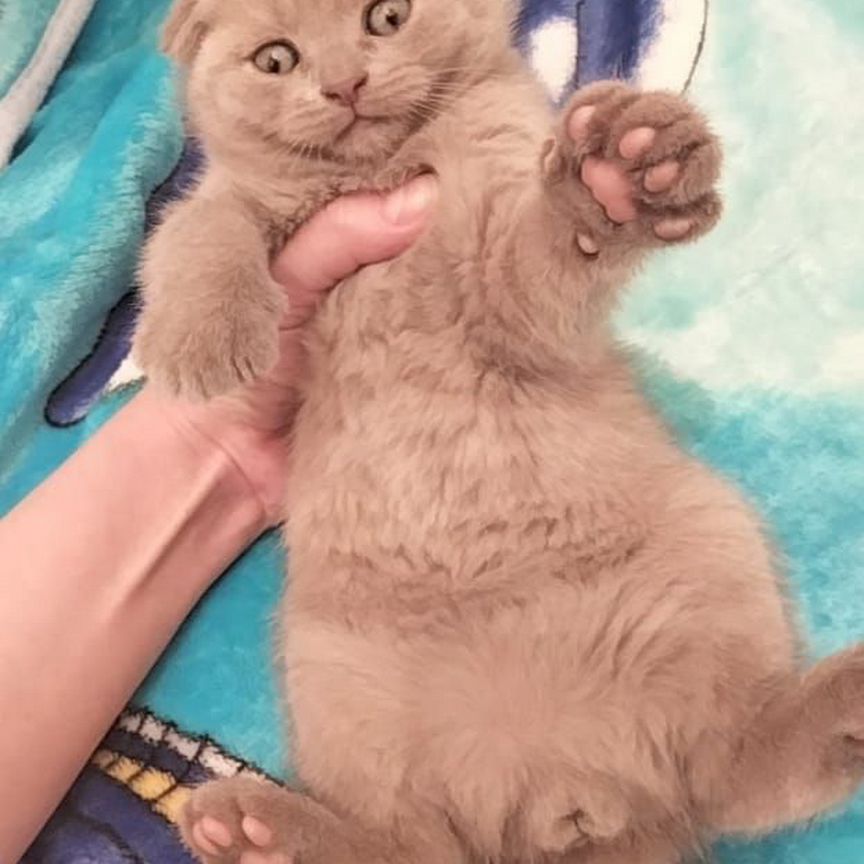 Плюшевые комочки