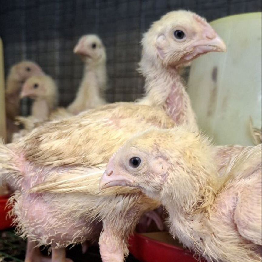 Подрощенный бройлер Росс 308