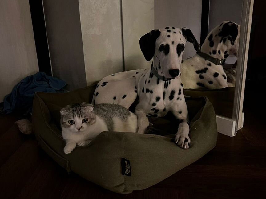 Отдам бесплатно в добрые руки