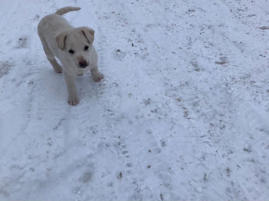 Щенки в добрые руки