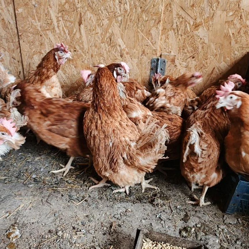 Куры несушки