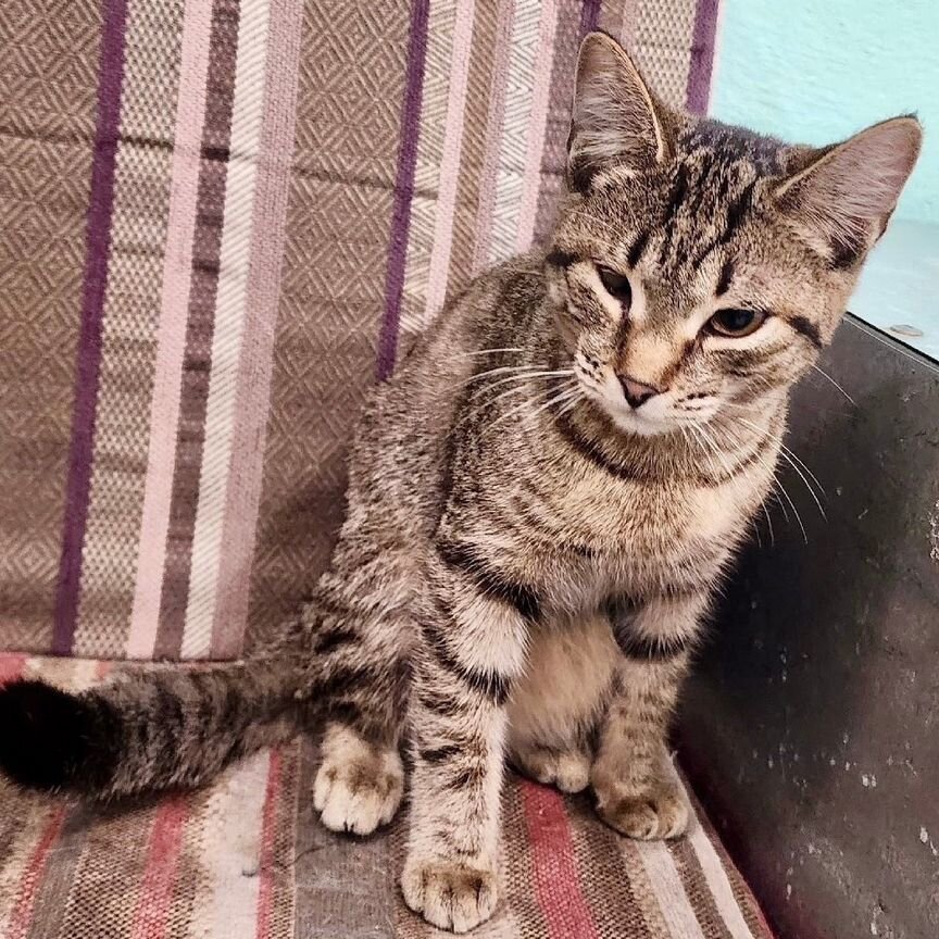 Европейский короткошёрстный котёнок