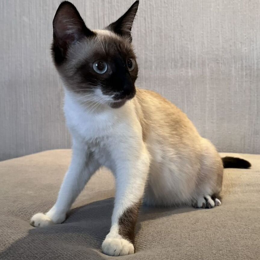 Отдам кошек