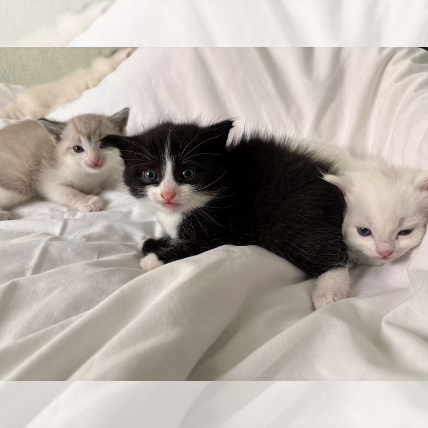 Котёнок в добрые руки