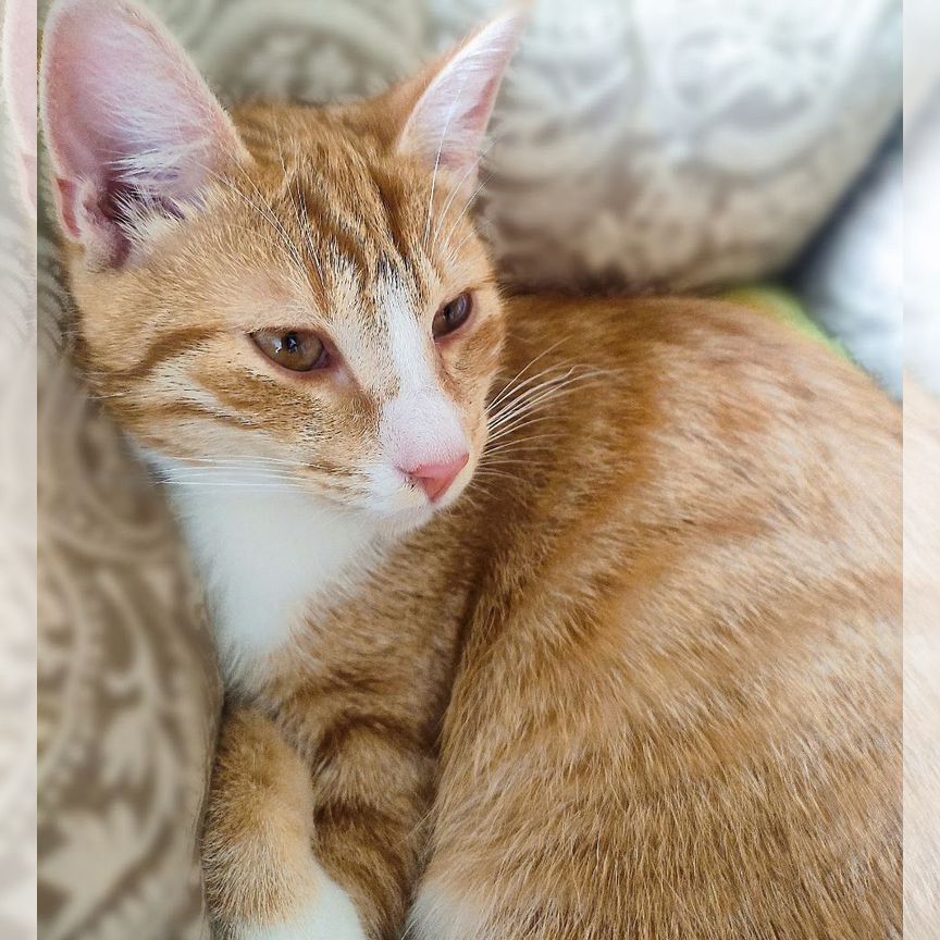 Котёнок в добрые руки