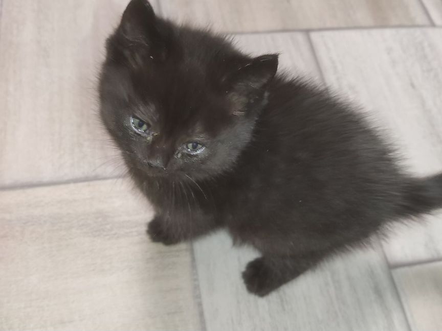Отдают двух котят
