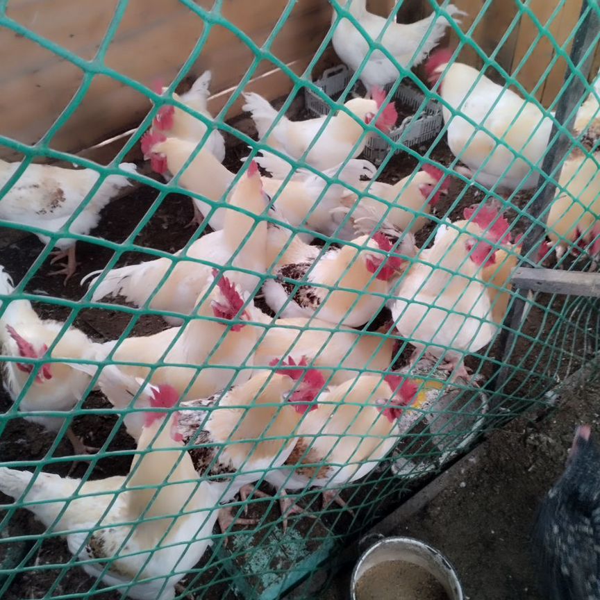 Продажа питухи