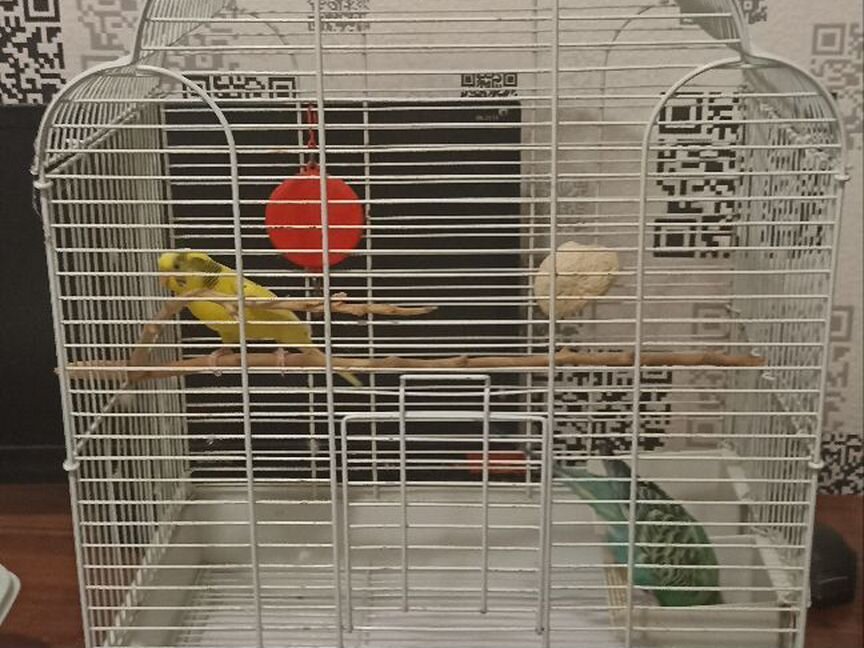 Волнистые попугаи