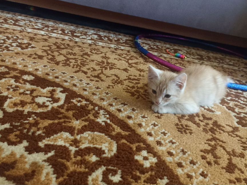 Котëнок