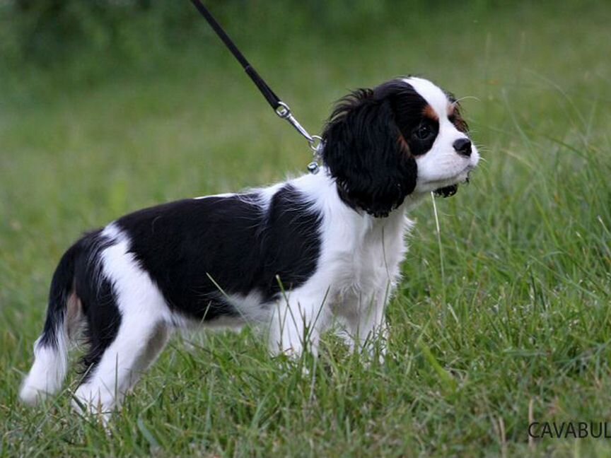 Кавалер кинг чарльз спаниель