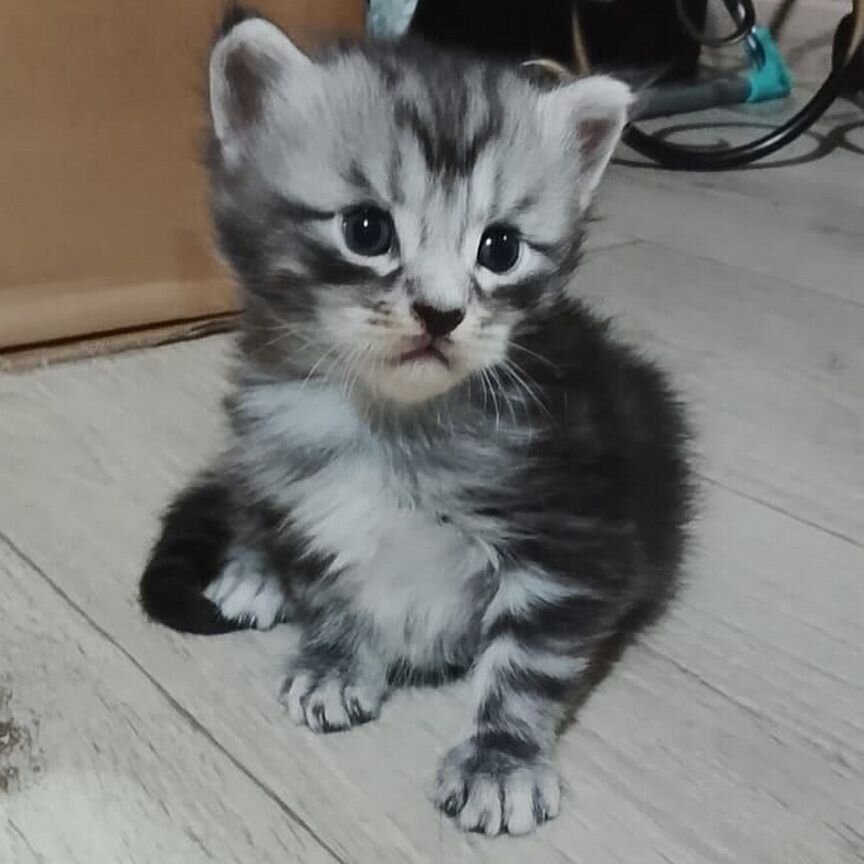 Котята мейн-кун