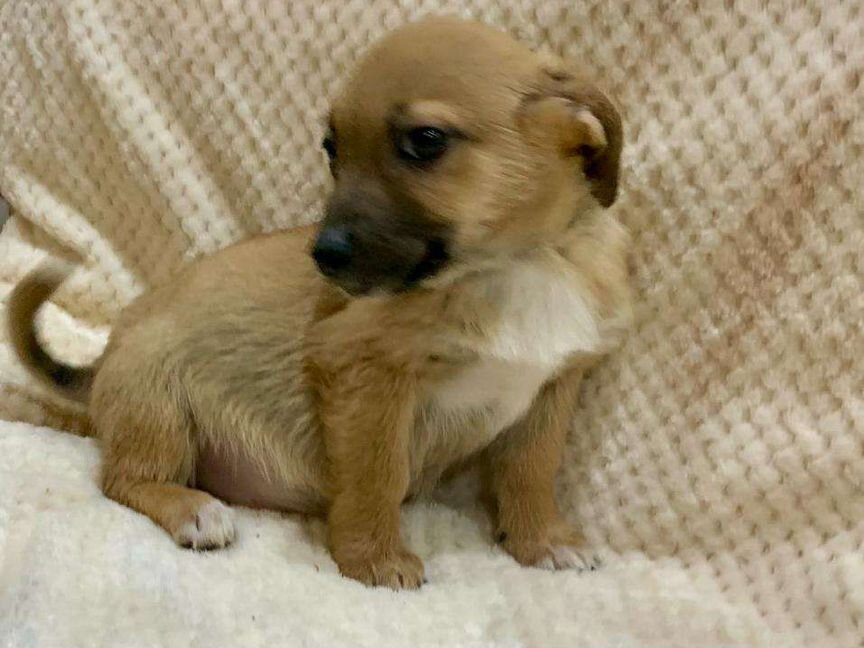 Щенок мелкой собачки