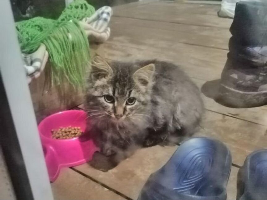 Котенок в добрые руки