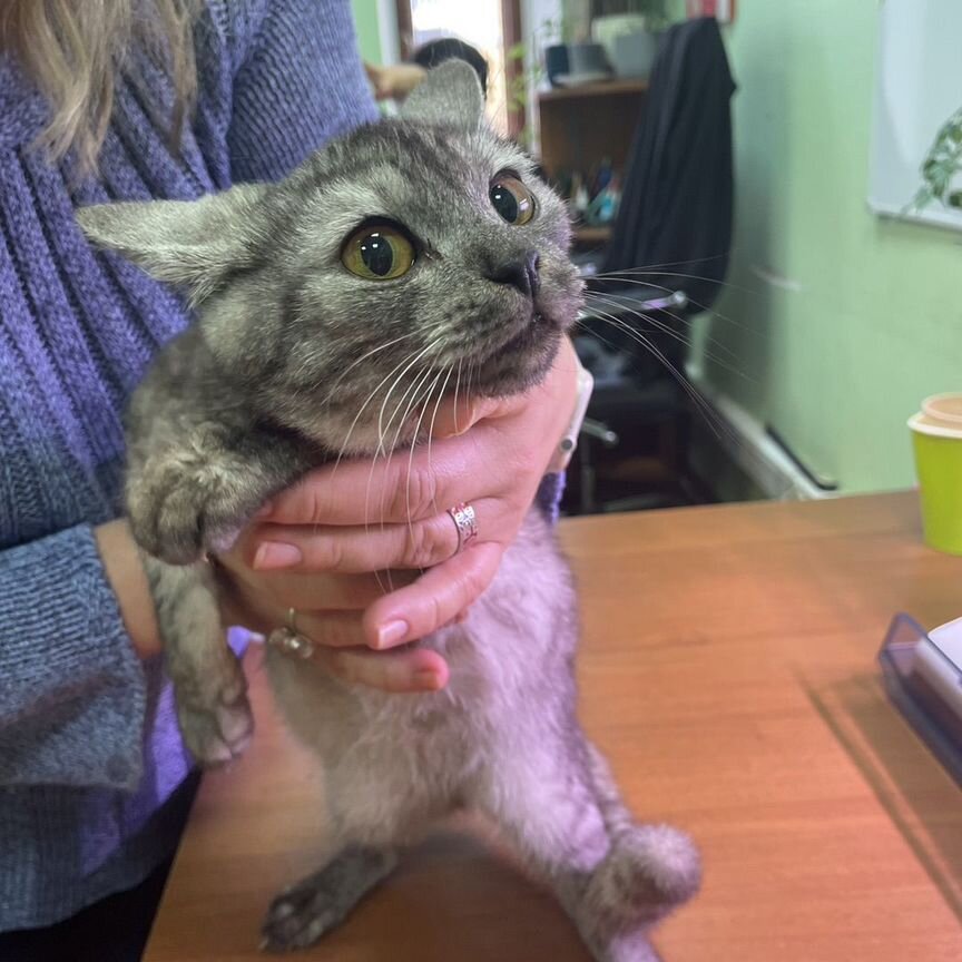 Отдаем в добрые руки котика, 4 месяца