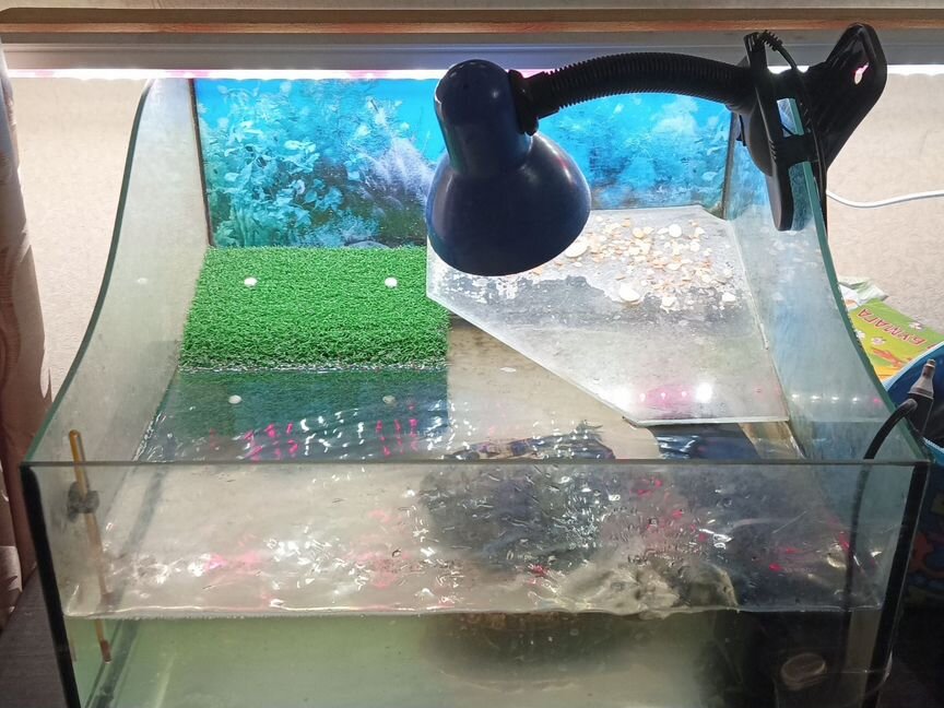 Красноухая черепаха черепаха с аквариумам