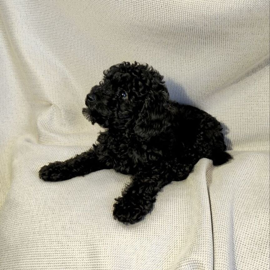 Той-пудель мальчик