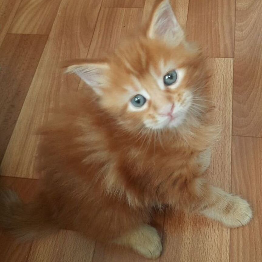 Котята мейн-кун