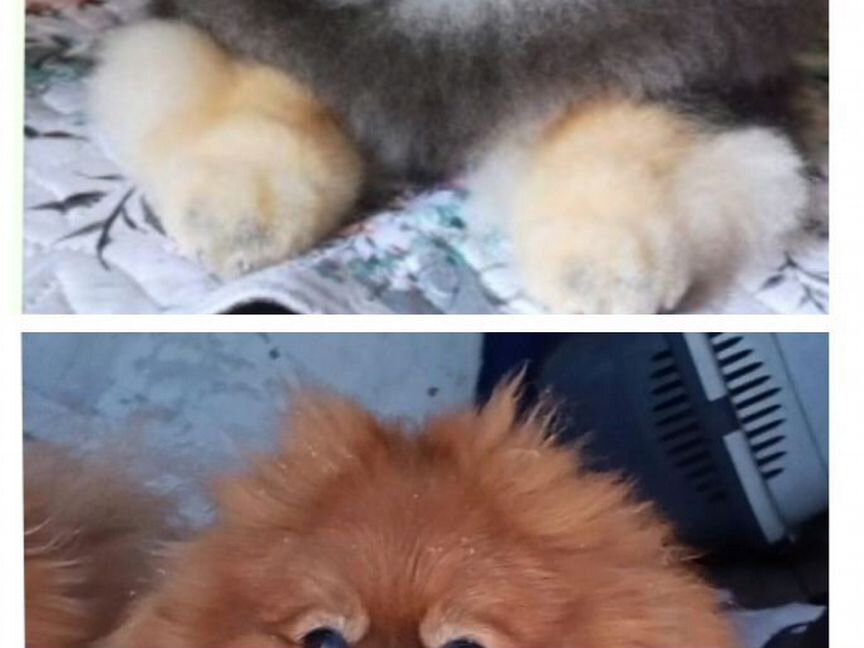 Померанский шпиц