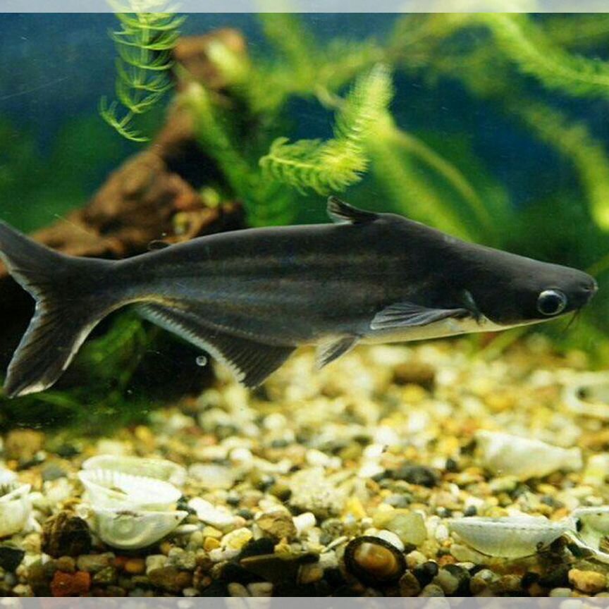 Сом пангасиус