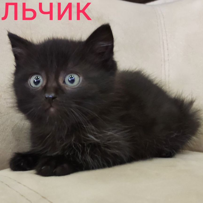 Отдам котенка от кошки мышеловки