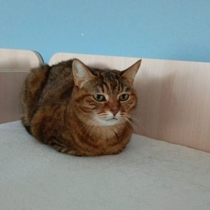 Кот, усыпить хотят