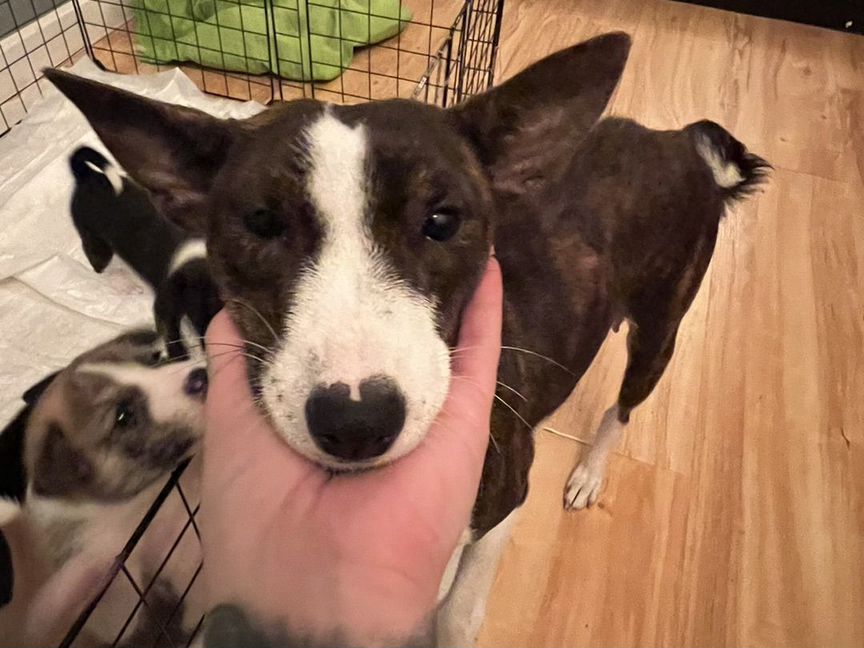 Щенки бассенджи