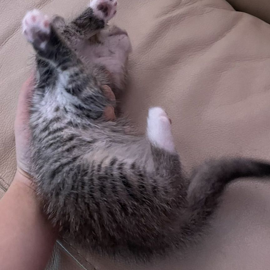 Шотландский вислоухий короткошёрстный котёнок