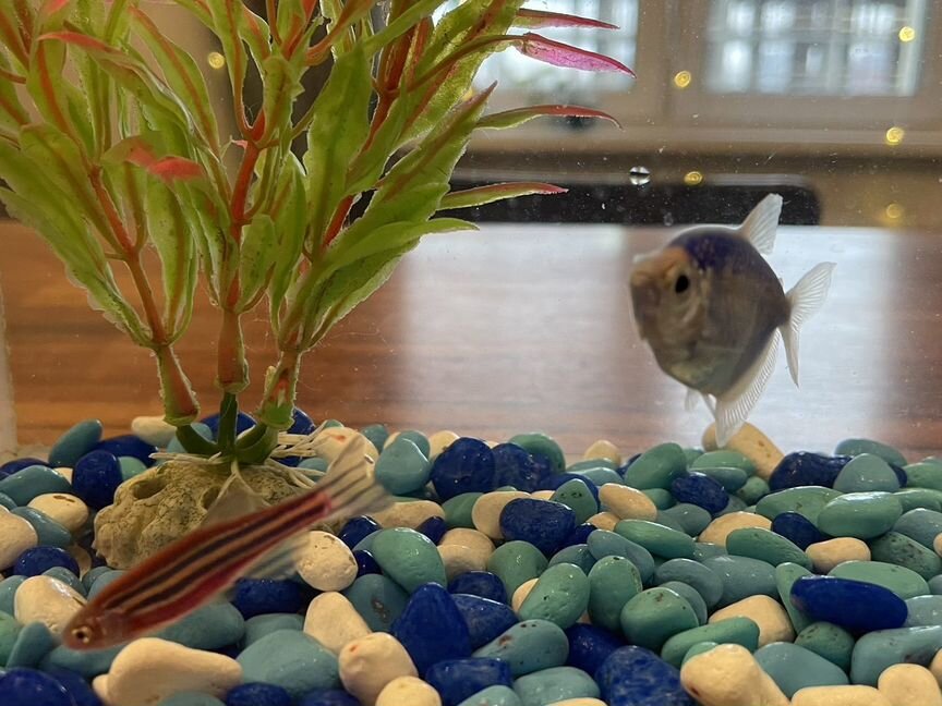 Аквариум с рыбками бесплатно