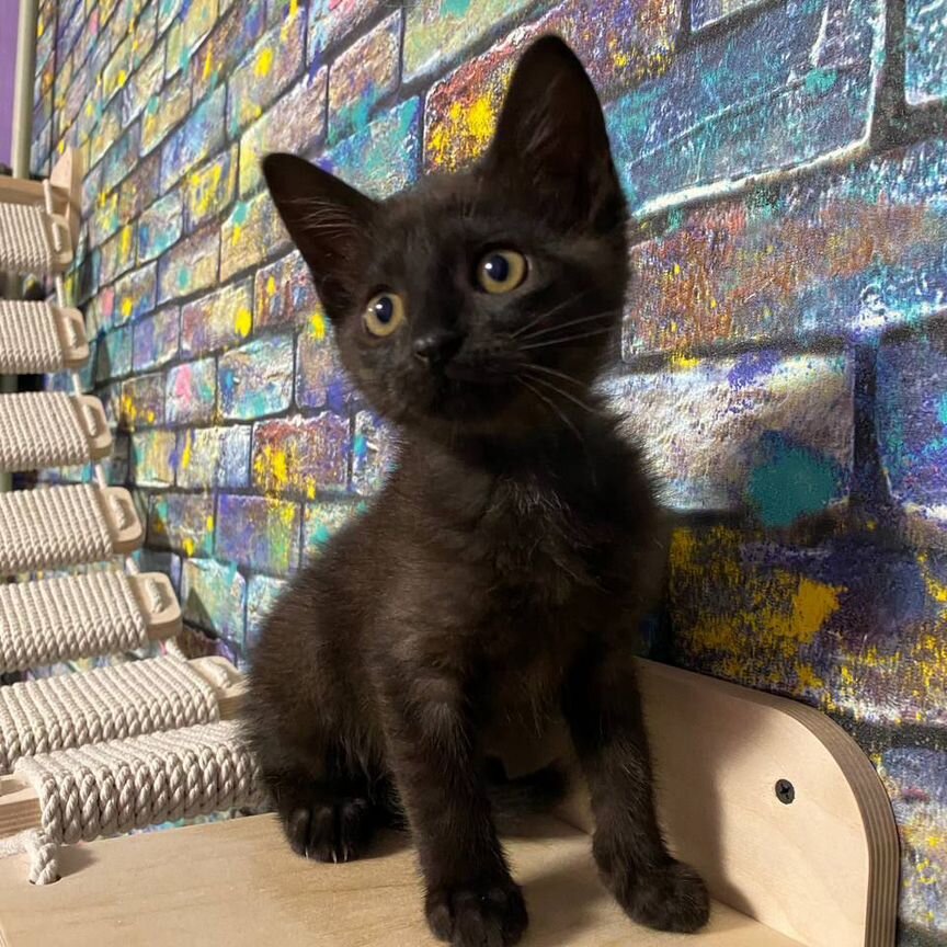 Котенок девочка