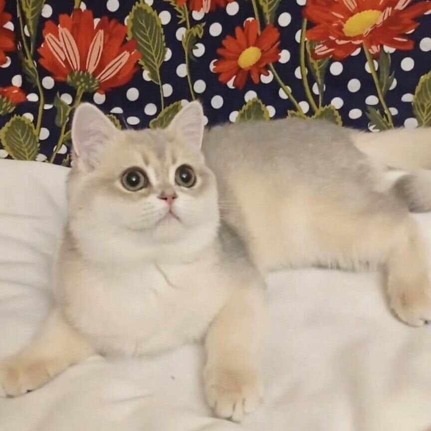 Красивая кошечка ау12