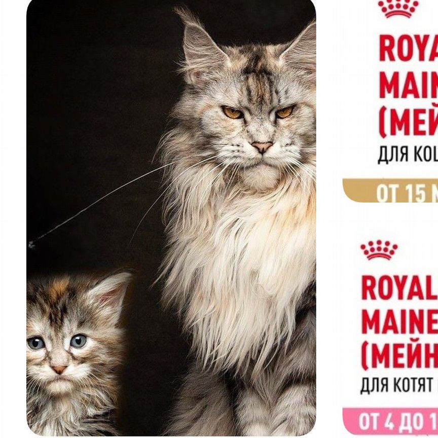 Royal Canin Maine coon adult PRO 8кг,13 кг