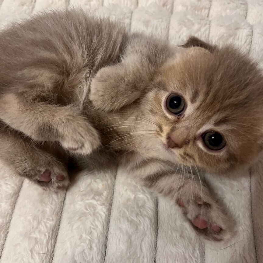 Тайский котёнок