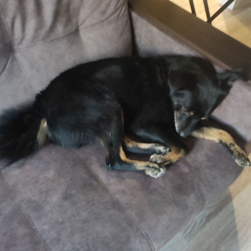 Взрослый пёс в добрые руки