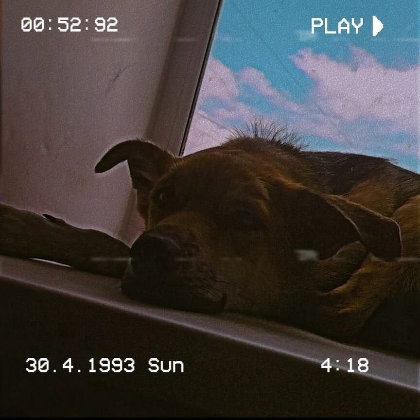 Собака в добрые руки