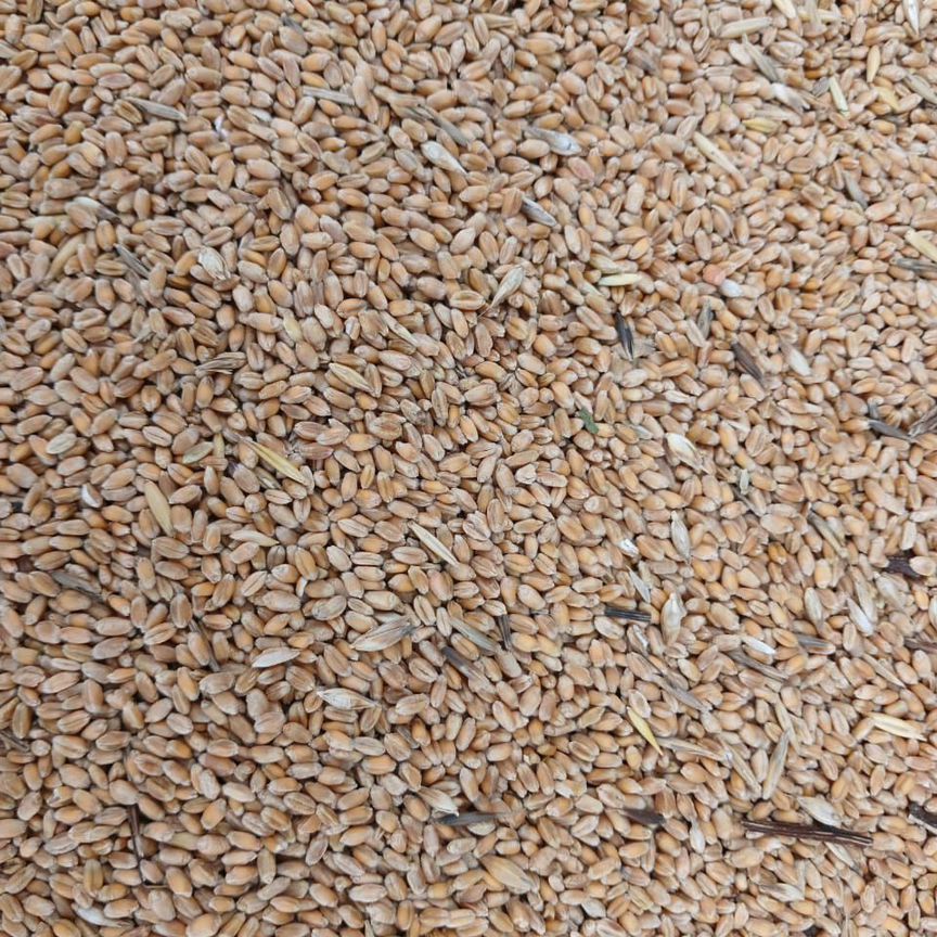 Пшеница фуражная