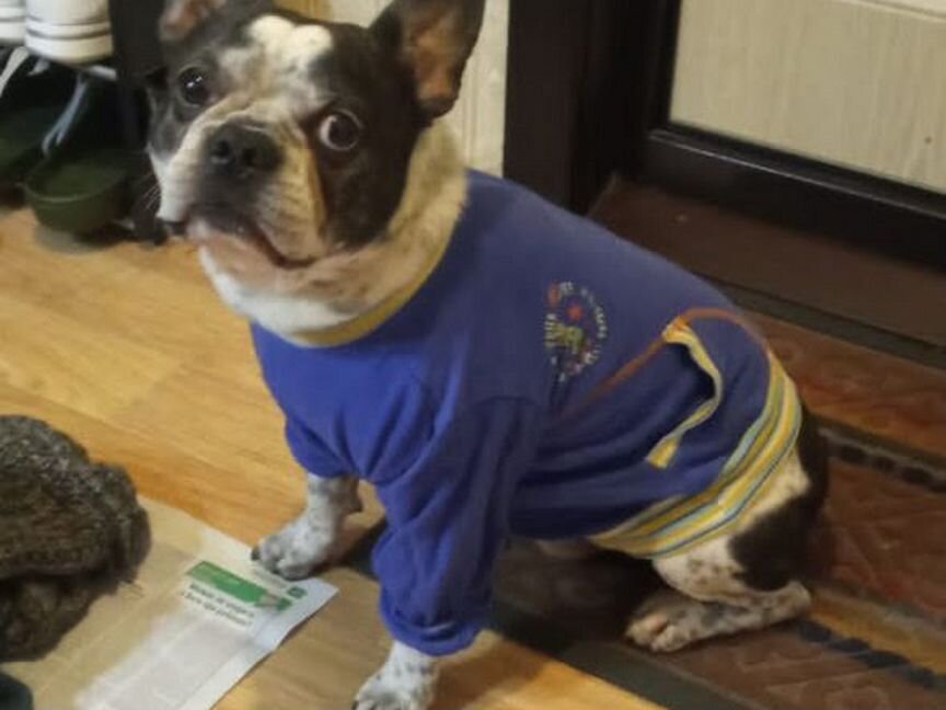 Французский бульдог в добрые руки