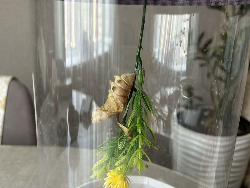 Ферма для выращивания бабочек